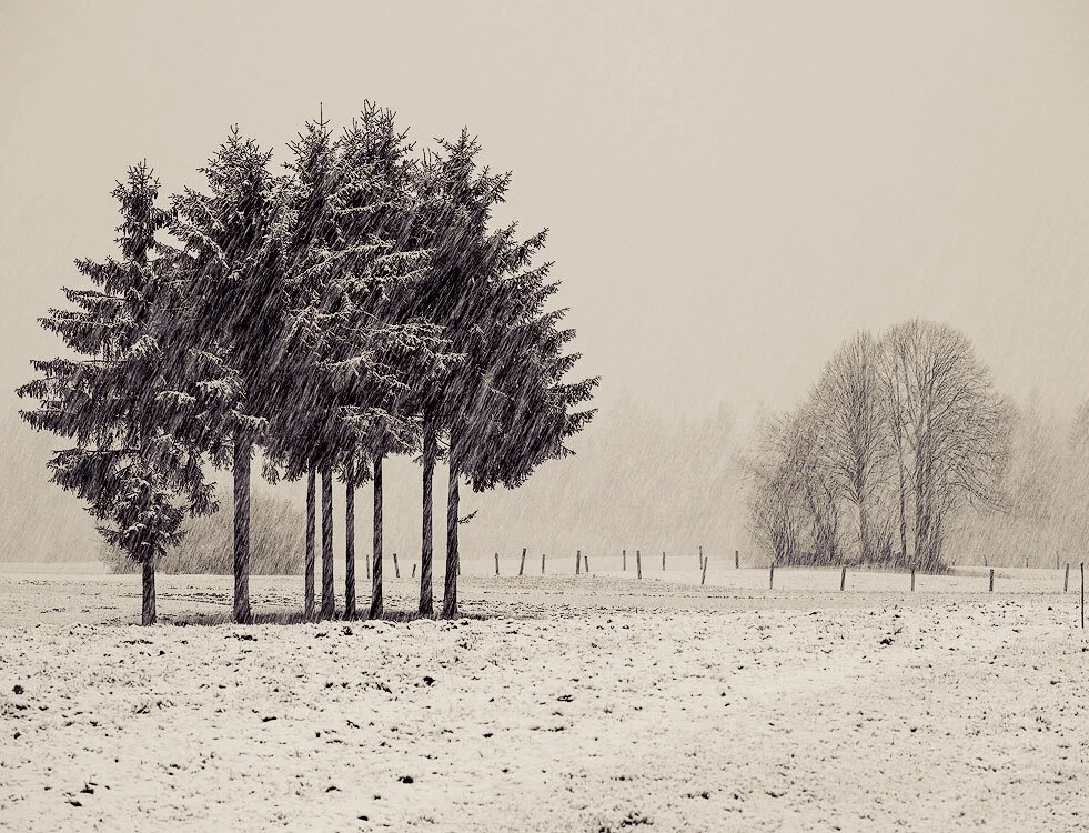 Snow On Black Paper Tree