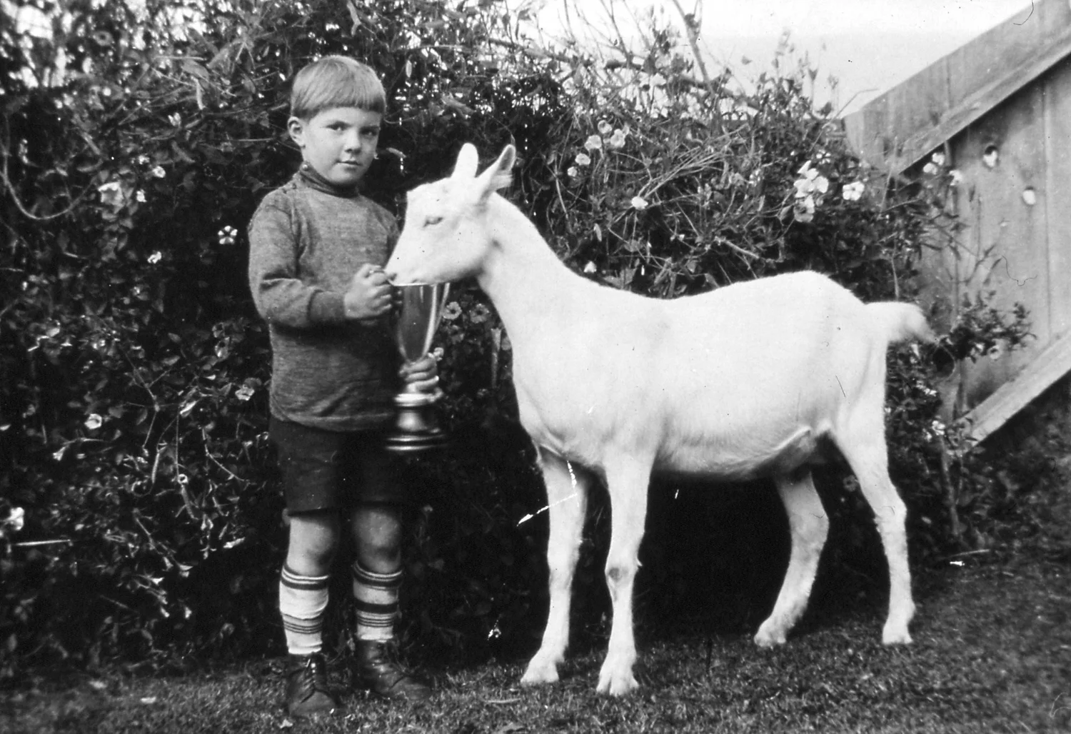The Poor Man's Cow (Goats of North Vancouver) — North Shore Heritage ...