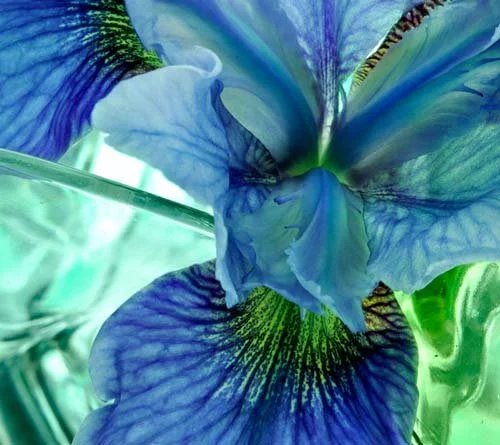 Blacklock Studios — Kate Blacklock