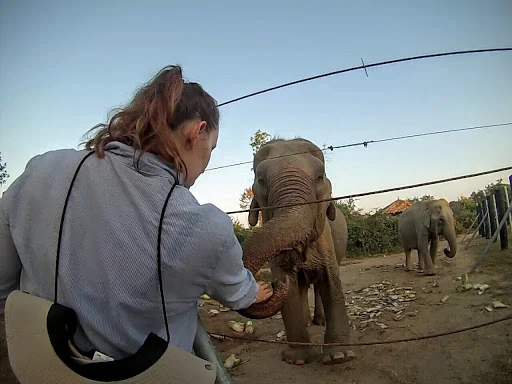 Volunteer ethically with elephants in Thailand. Help animals and change ...