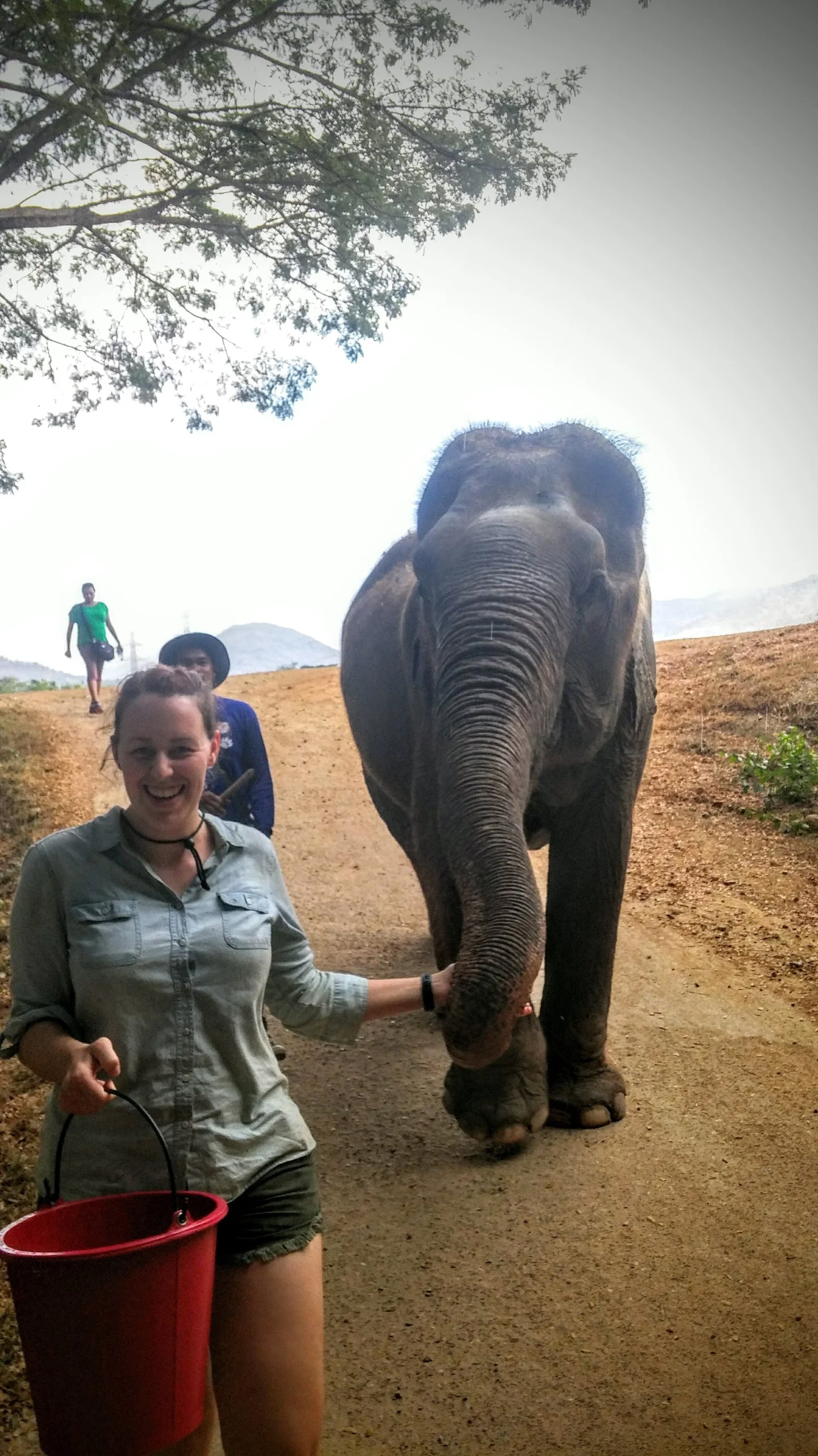 Volunteer ethically with elephants in Thailand. Help animals and change ...