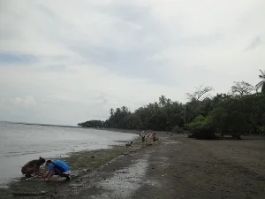 Sea Turtle Conservation in Costa Rica — Animal Experience International