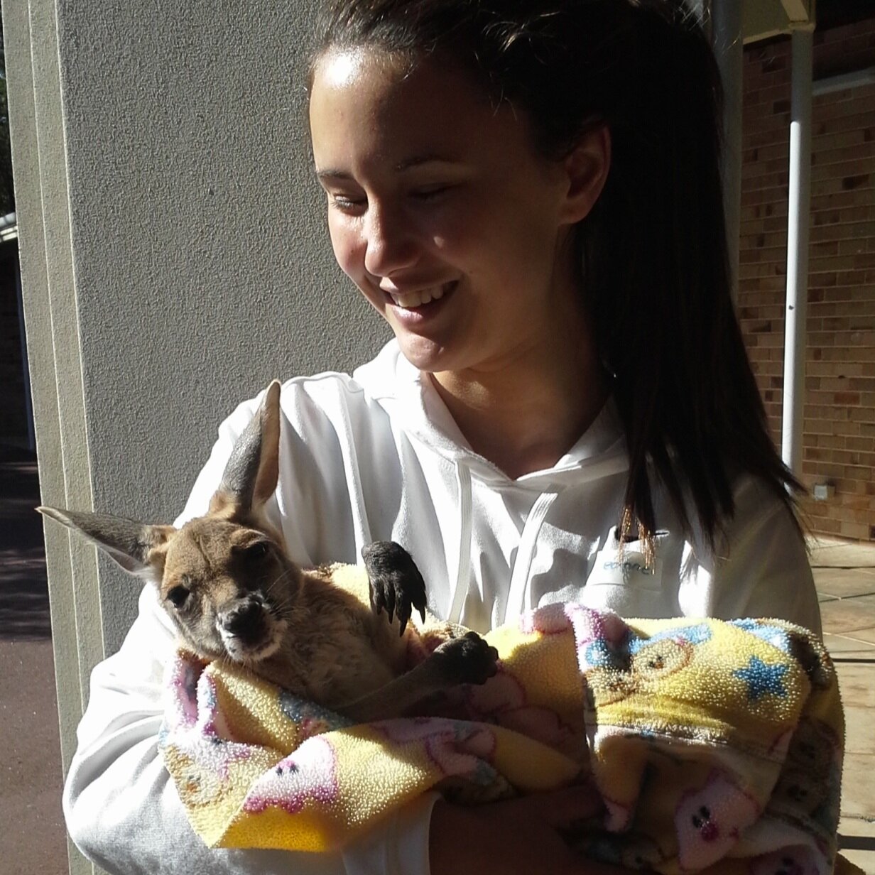 Volunteer with wildlife in Australia- help kangaroos, flying foxes and ...