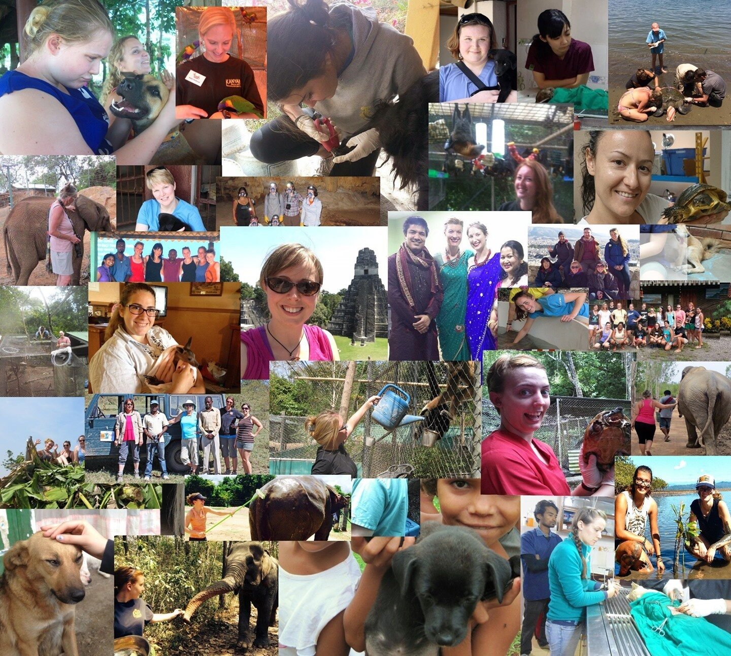 Animal Experience International