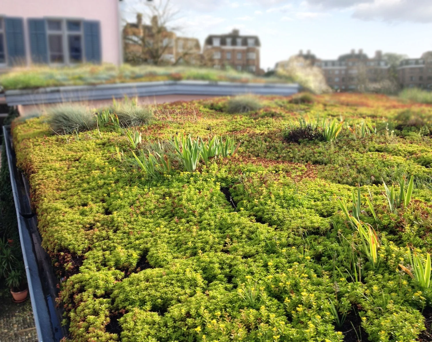 Sedums For Green Roofs