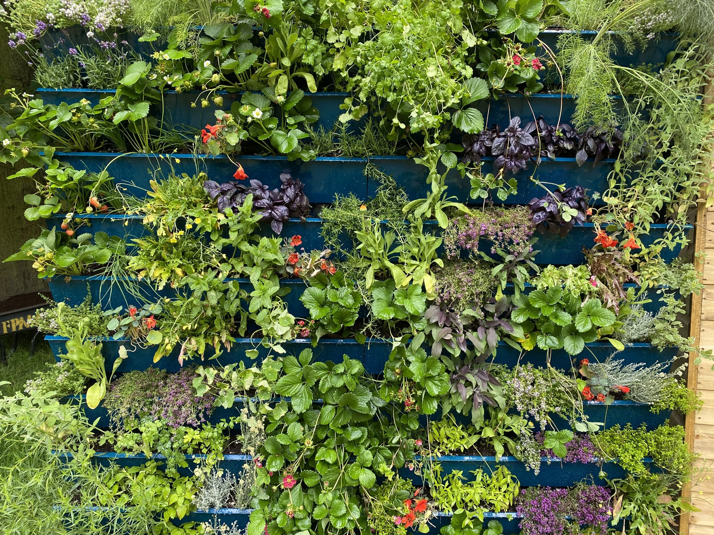 Edible Wall Garden Ideas