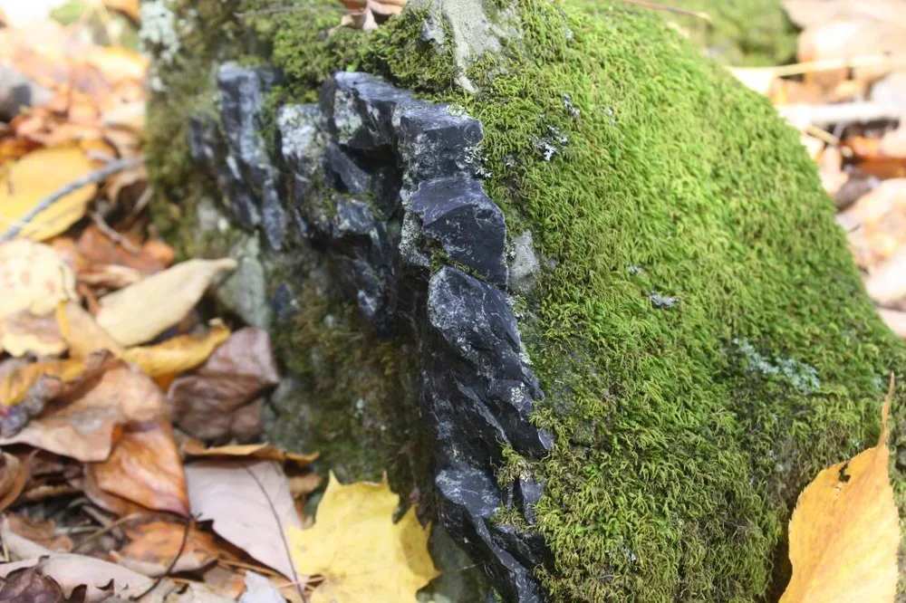 Limestone Forest — Ridge and Valley Conservancy