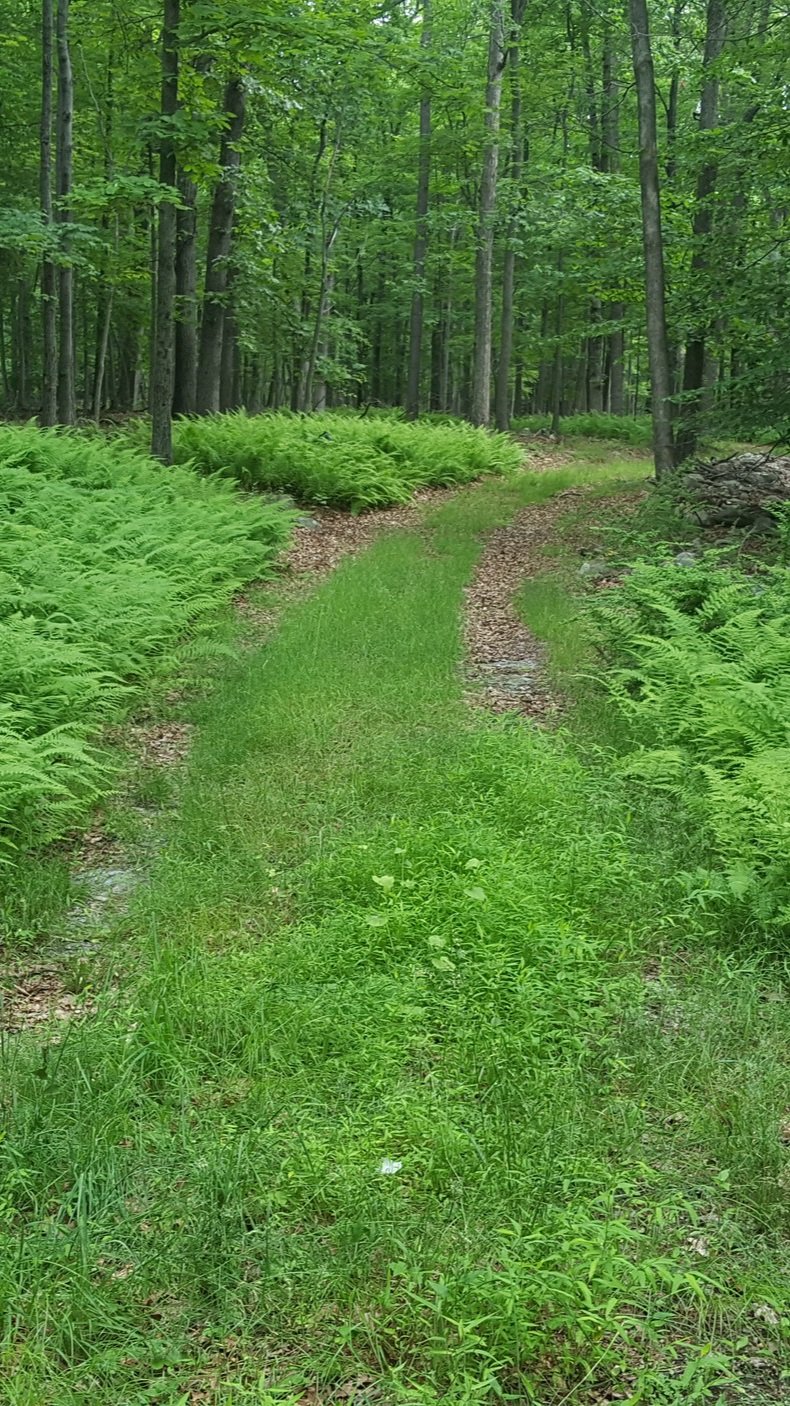 Bobcat Ridge Preserve — Ridge and Valley Conservancy