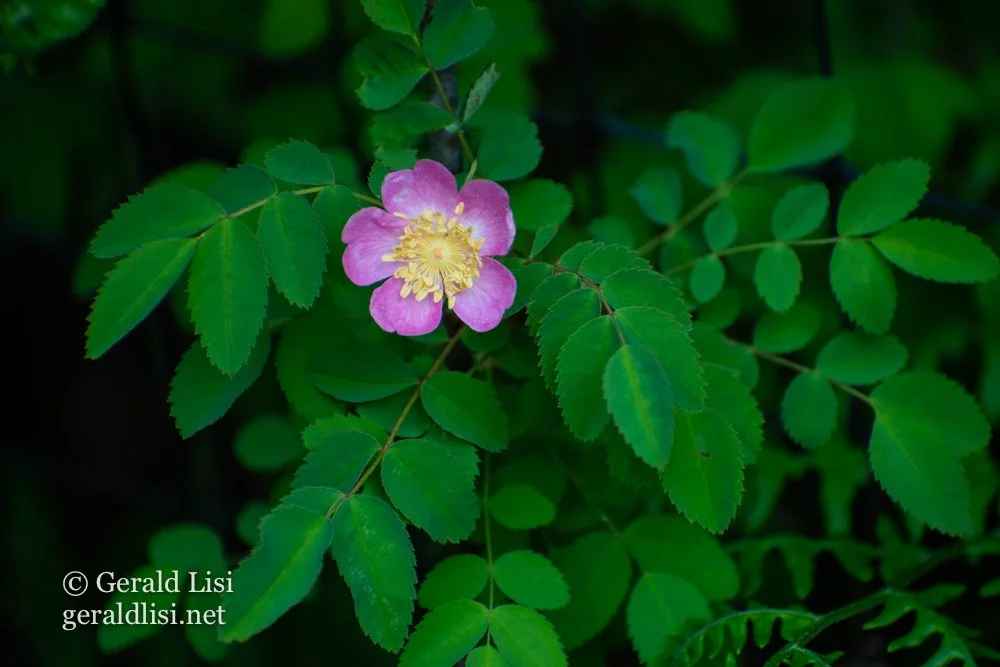 Spring Wildflowers of the Western Washington Lowland Forest — Woodsling