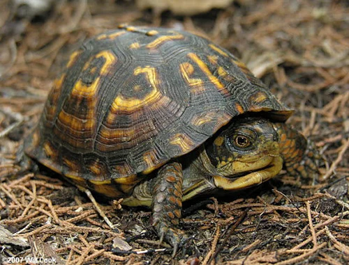 Tortoise, turtle or sea turtle – what is the difference? — Science Mill