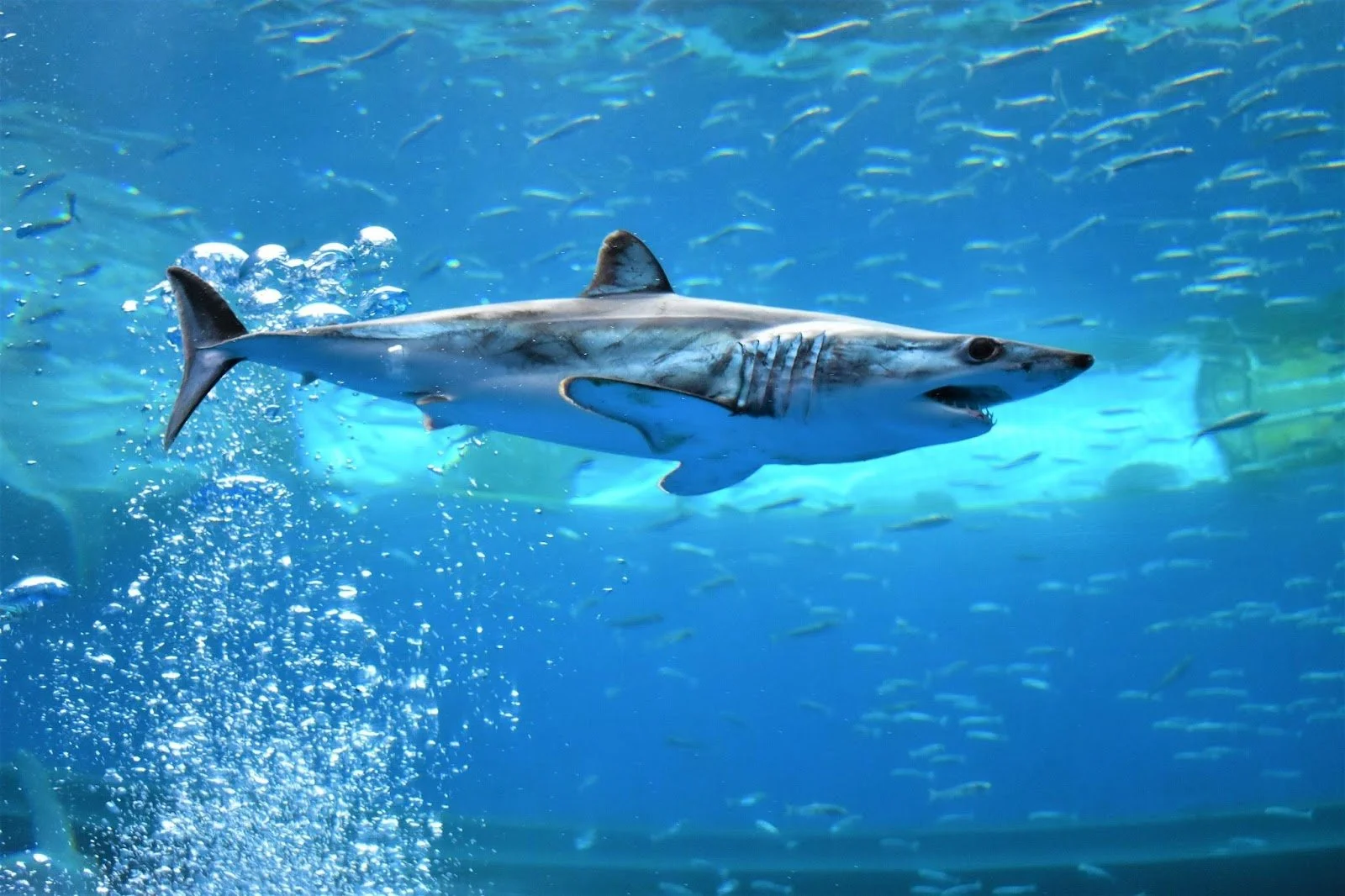 Simply Fintastic: The Top 10 Sharks That Aren’t a Great White — Science ...