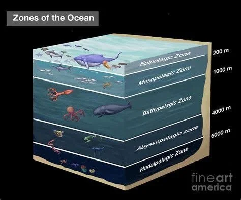 What are the ocean zones? — Science Mill