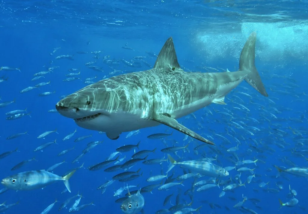 Simply Fintastic: The Top 10 Sharks That Aren’t a Great White — Science ...