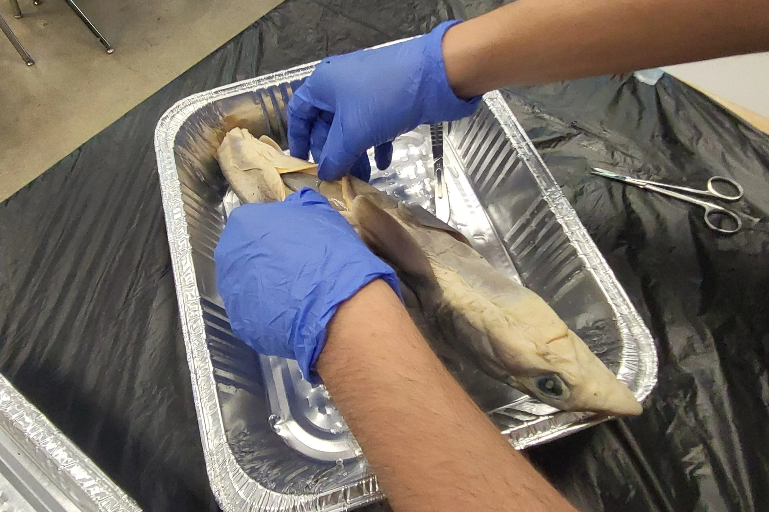 Dissecting a Dogfish Shark: 5 Things We Learned — Science Mill