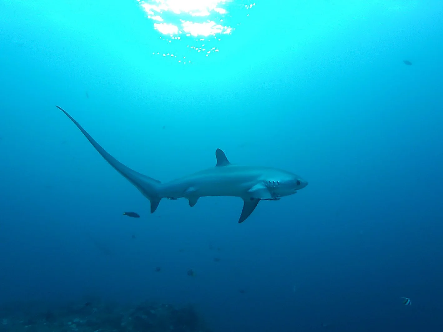 Simply Fintastic: The Top 10 Sharks That Aren’t a Great White — Science ...