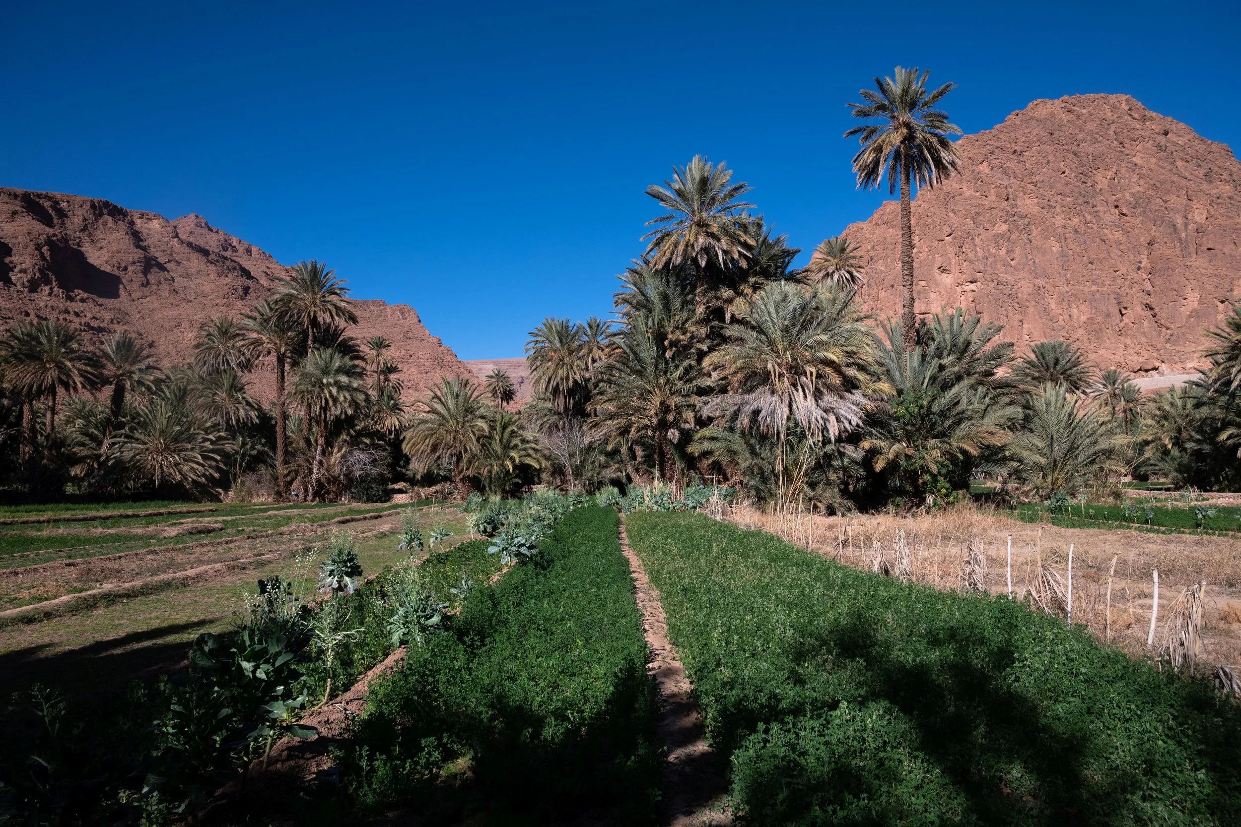 Morocco — the ninja lobster