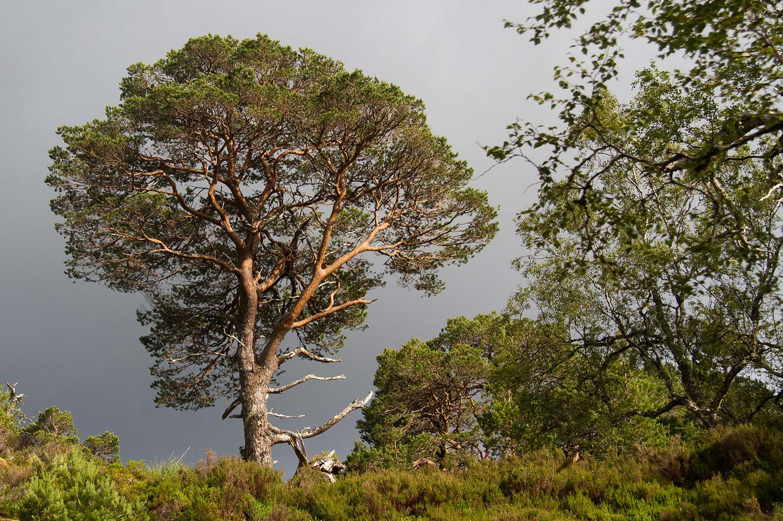 Our Grove in the Scottish Highlands has just grown by the size of The ...