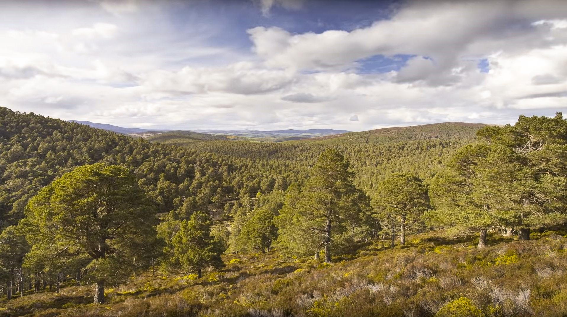 52 Trees for Life thanks to MNM Developments and Tours by Locals — Amos ...