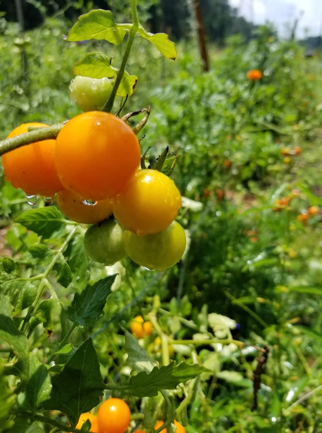 Grows-a-Lot Program — AgLanta AgLanta - Urban Agriculture Atlanta