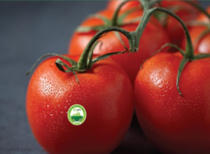 AgLanta Grown — AgLanta AgLanta - Urban Agriculture Atlanta