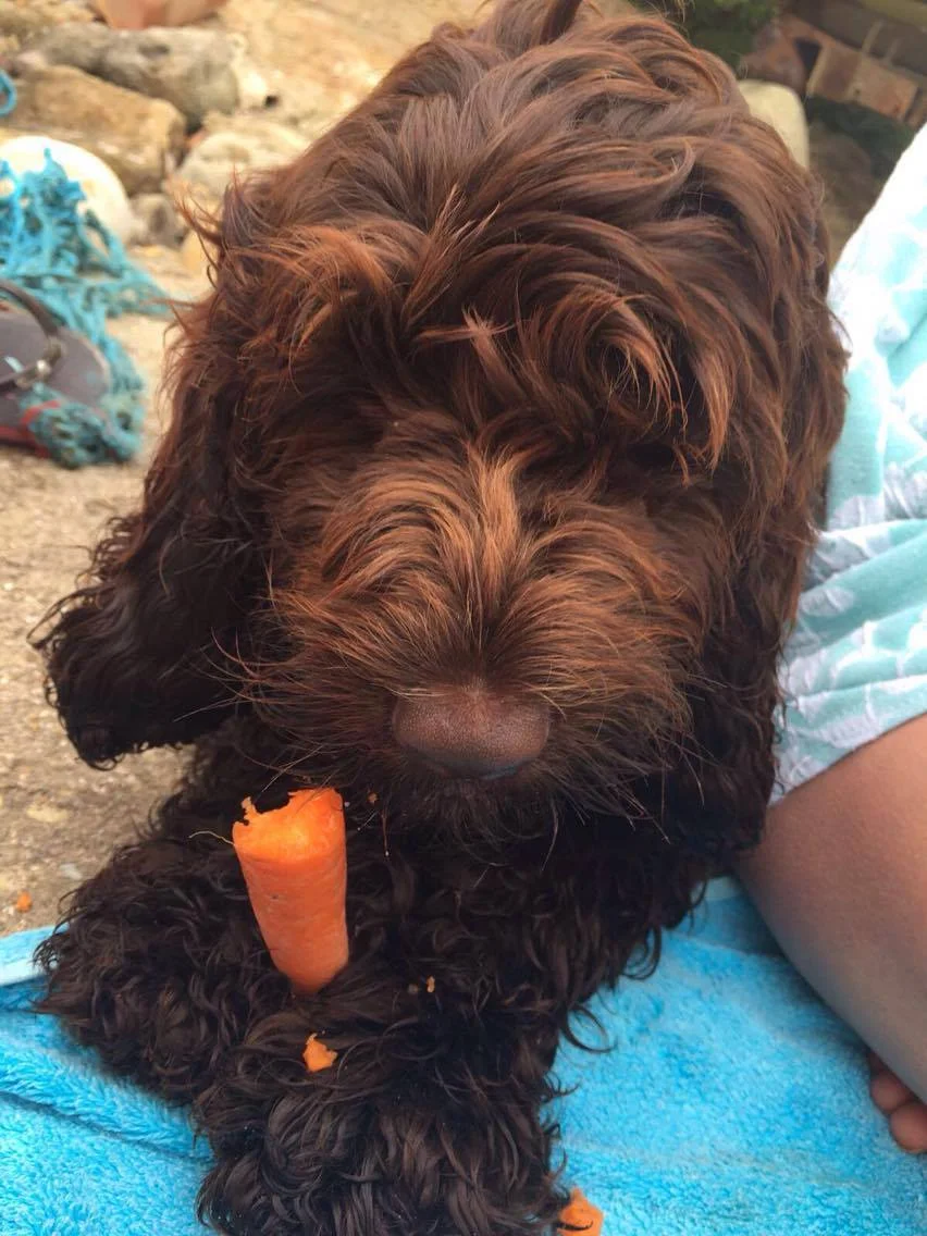 Chocolate Cockapoo Full Grown