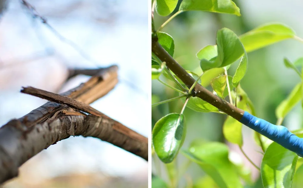 Dammann's Garden Company – Fruit Tree Harvest & Care Guide