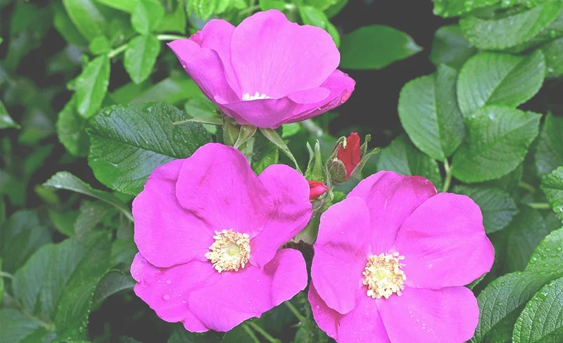 Dammann's Garden Company – HARDY ROSES