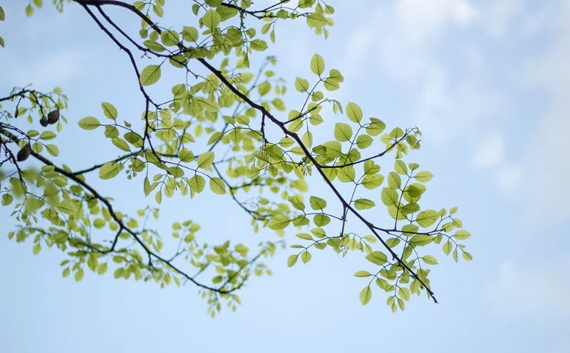 Dammann's Garden Company – BENEFITS OF LARGE TREES