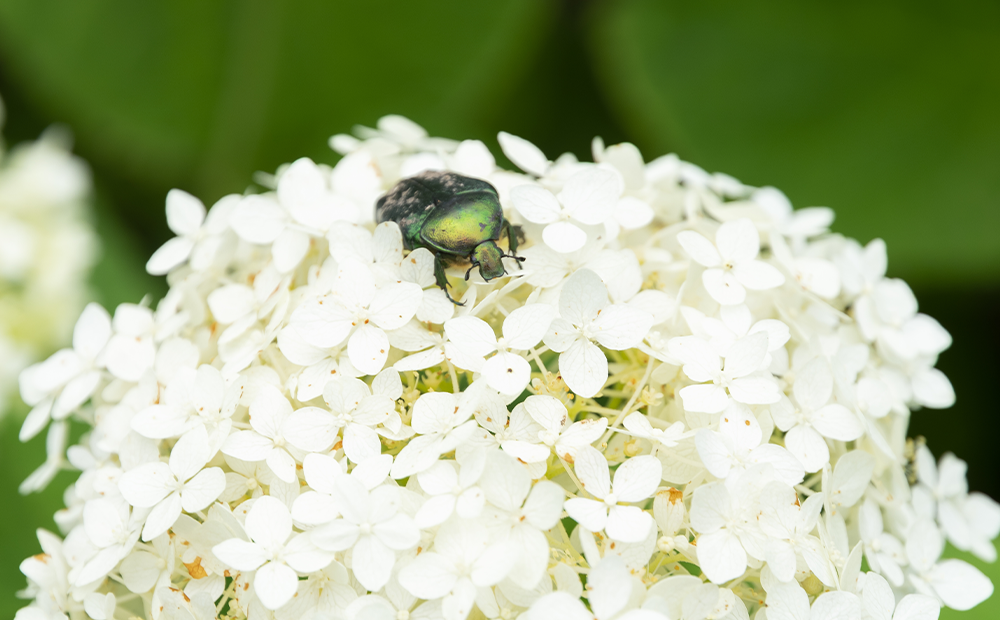 Dammann's Garden Company – PROBLEM-SOLVING YOUR HYDRANGEA TROUBLES