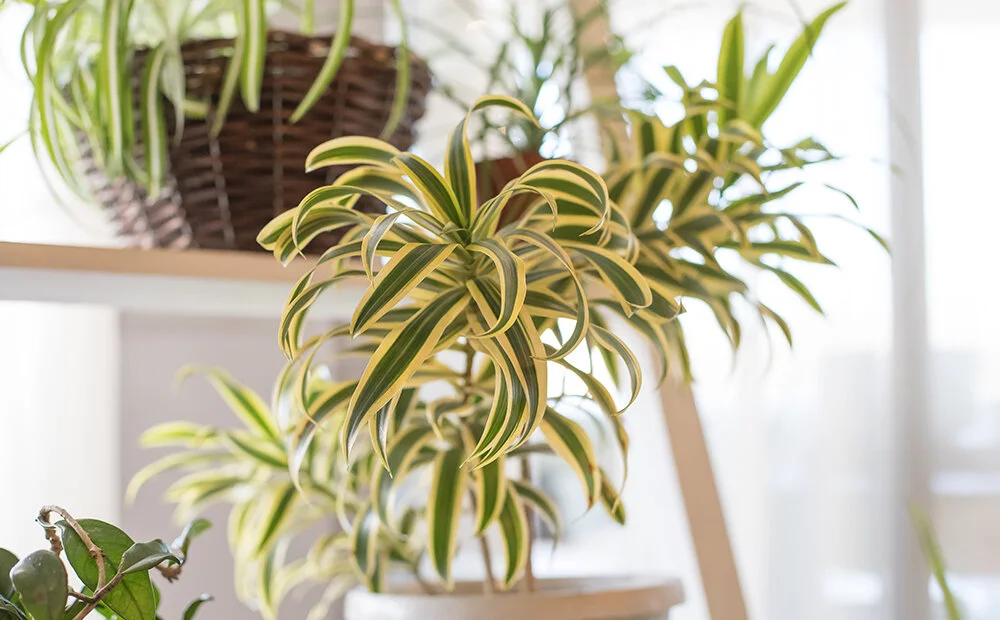 Dammann's Garden Company – TOP 5 PLANTS THAT CLEAN THE AIR