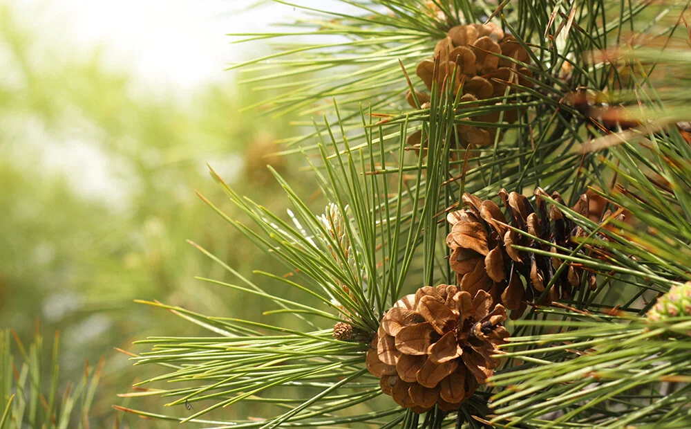 Dammann's Garden Company – THE BENEFITS OF EVERGREENS FOR YOUR LANDSCAPE