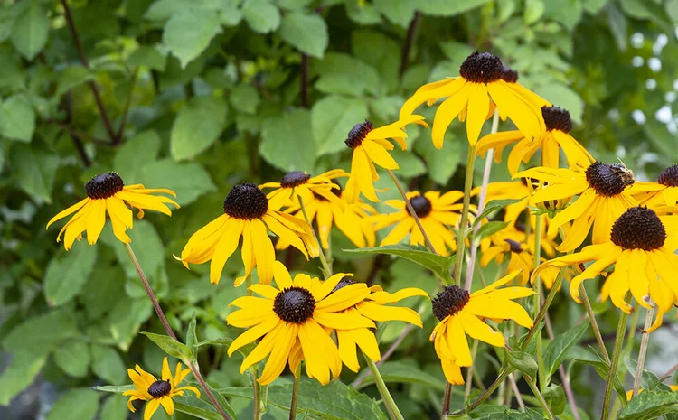 Dammann's Garden Company – ANNUALS, BIENNIALS, PERENNIALS, OH MY! WHAT ...