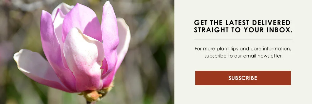 Dammann's Garden Company – THE BEST TREES FOR INDIANAPOLIS LANDSCAPES