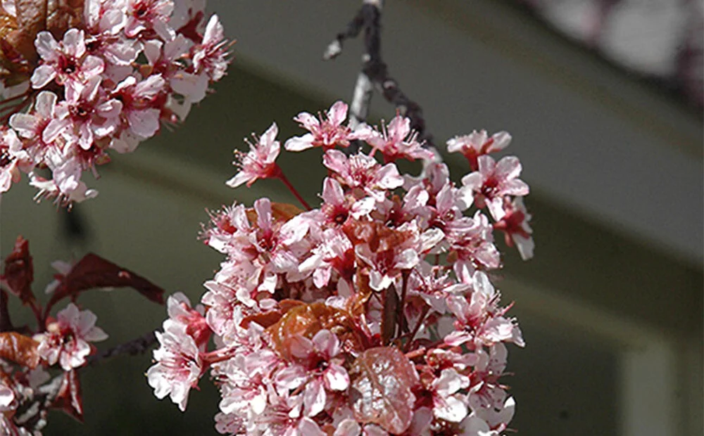 Dammann's Garden Company – THE BEST TREES FOR INDIANAPOLIS LANDSCAPES