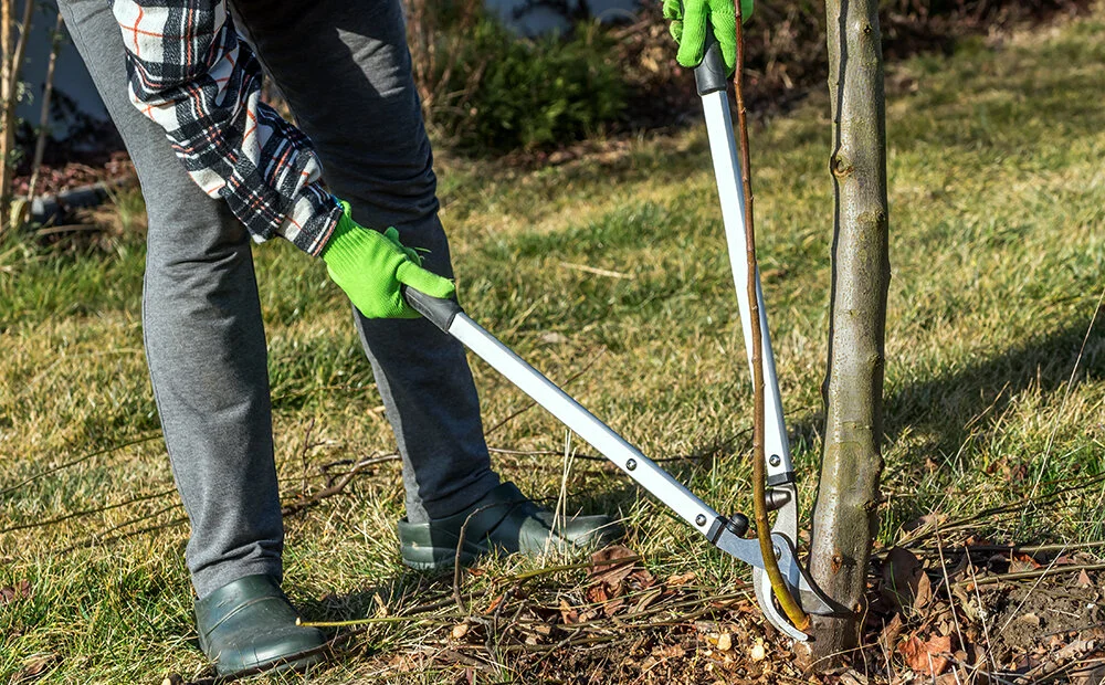 Dammann's Garden Company – SO LONG, SUCKERS! REMOVING FRUIT TREE ...