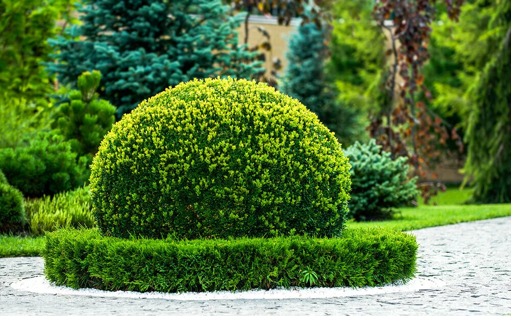 Dammann's Garden Company – PLANT THESE 7 EVERGREENS NOW FOR WINTER