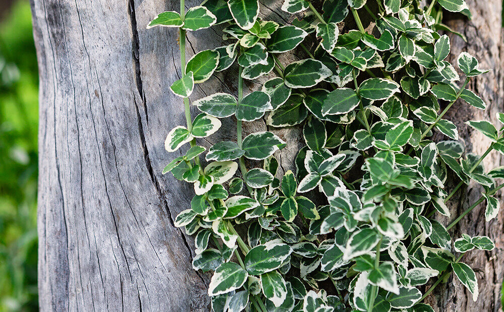 Dammann's Garden Company – HOW TO REMOVE COMMON INVASIVE PLANTS