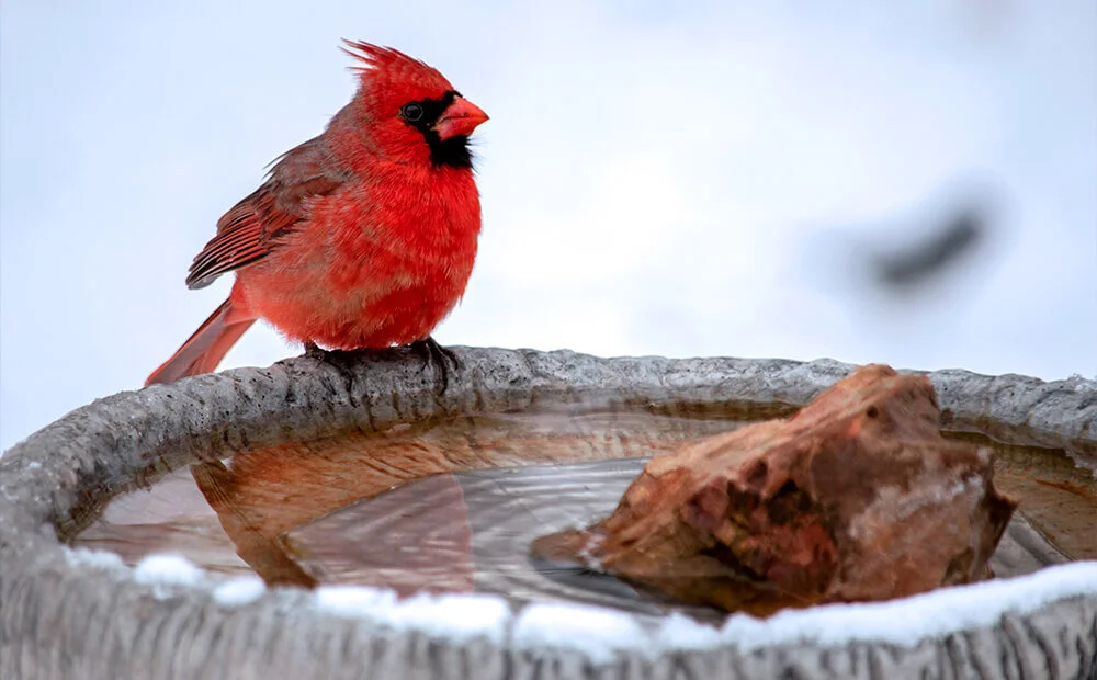 Dammann's Garden Company – HOW TO PROVIDE WATER FOR WINTER BIRDS