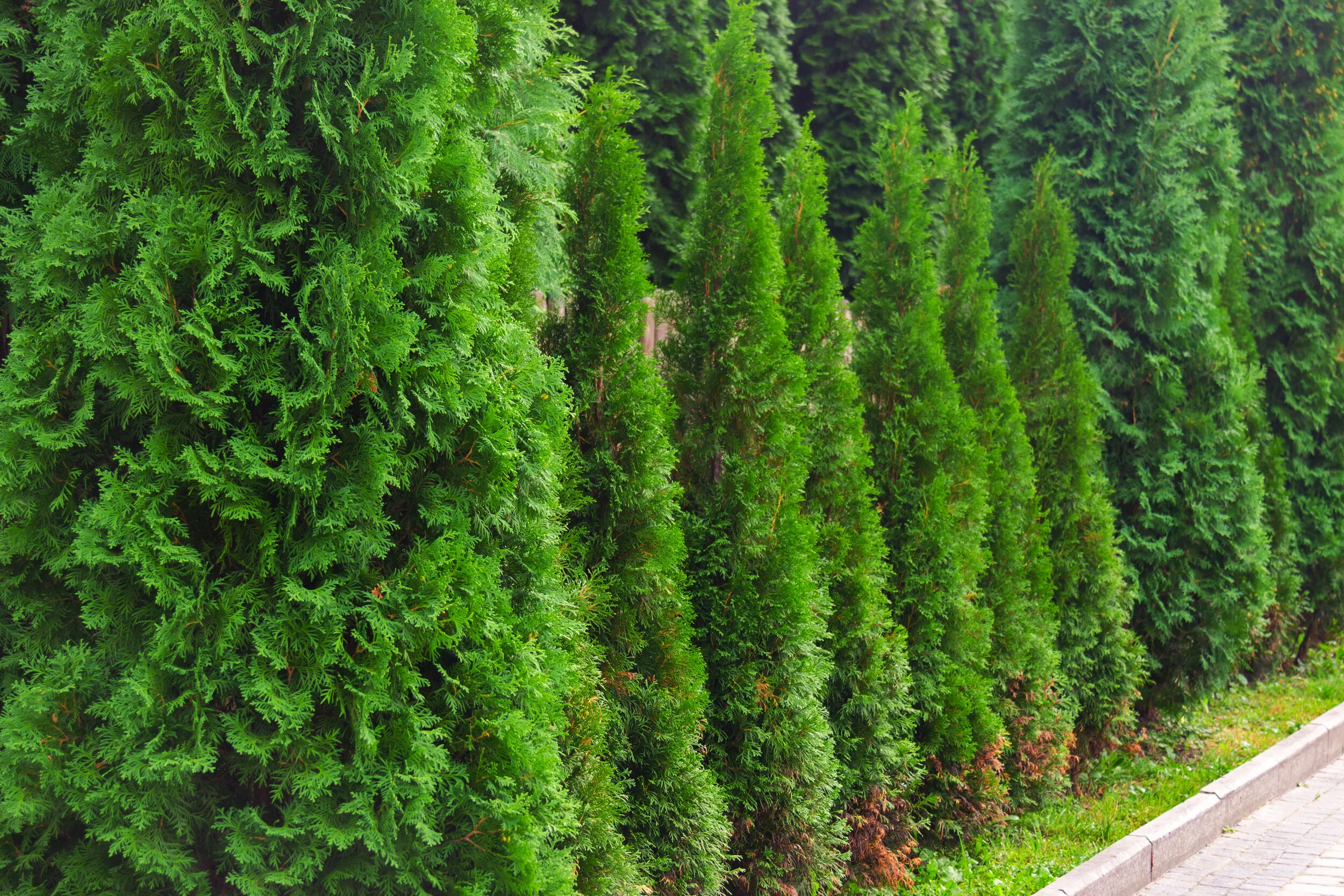 Dammann's Garden Company – IDENTIFY WINTER BURN ON EVERGREENS