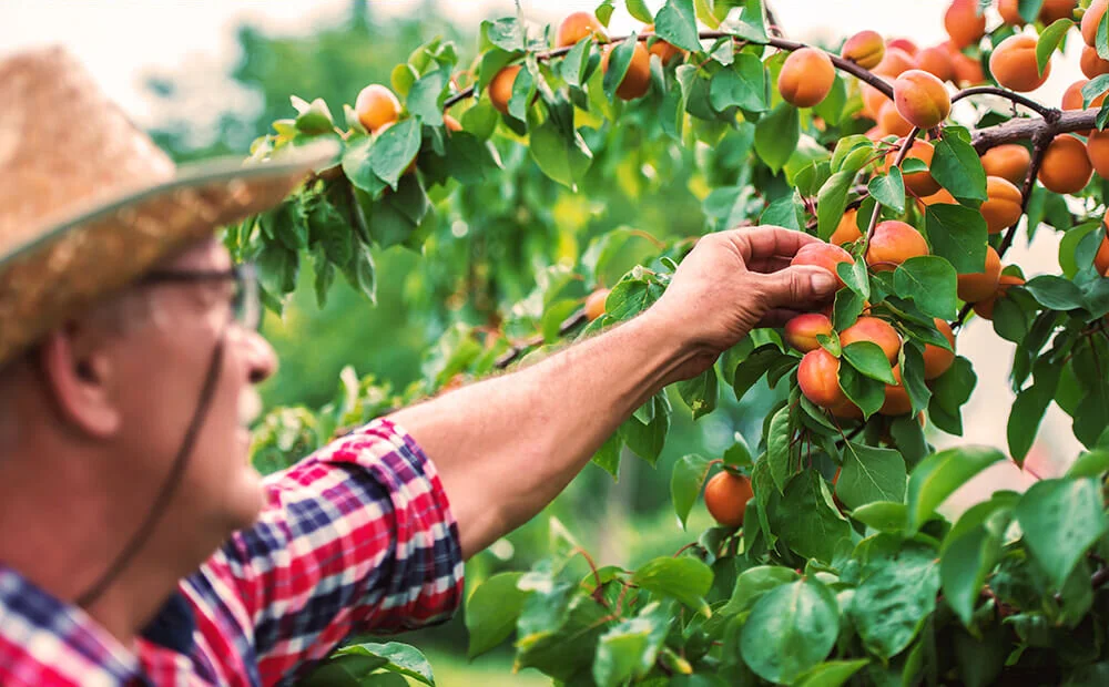 Dammann's Garden Company – Guide to Growing Fruit in Indiana