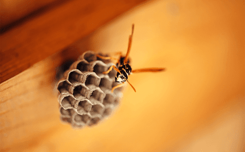 Dammann's Garden Company – How to Repel Wasps from Your Patio