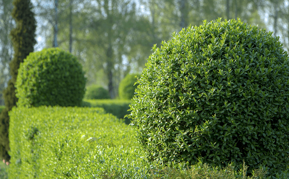 Dammann's Garden Company – Fast-Growing Deciduous Trees for Privacy