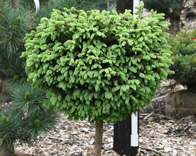 Dammann's Garden Company – AN ICONIC AND EASY-TO-GROW EVERGREEN: THE ...