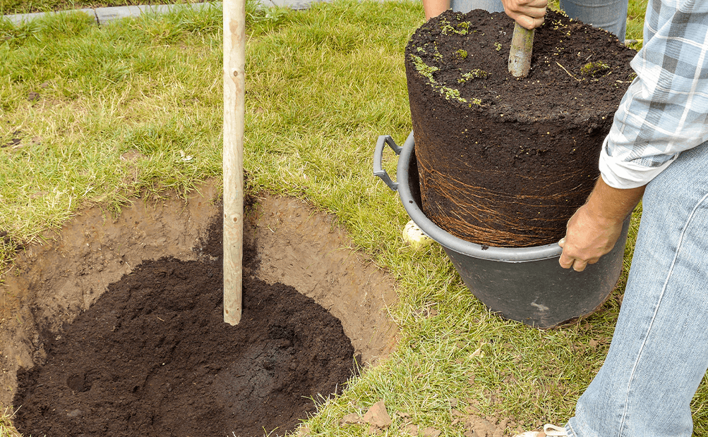Dammann's Garden Company – Fall is Prime Tree Planting Time!