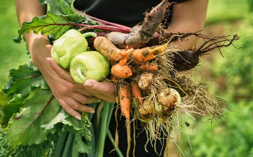 Dammann's Garden Company – When to Harvest Your Crops for the Best Quality
