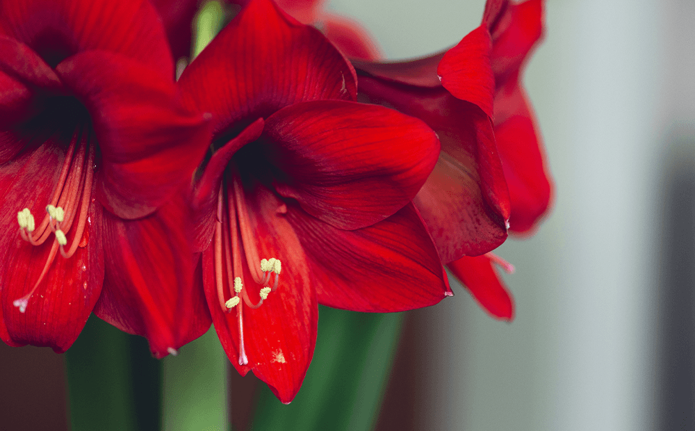 Beautiful Amaryllis Flower Images | Best Flower Site