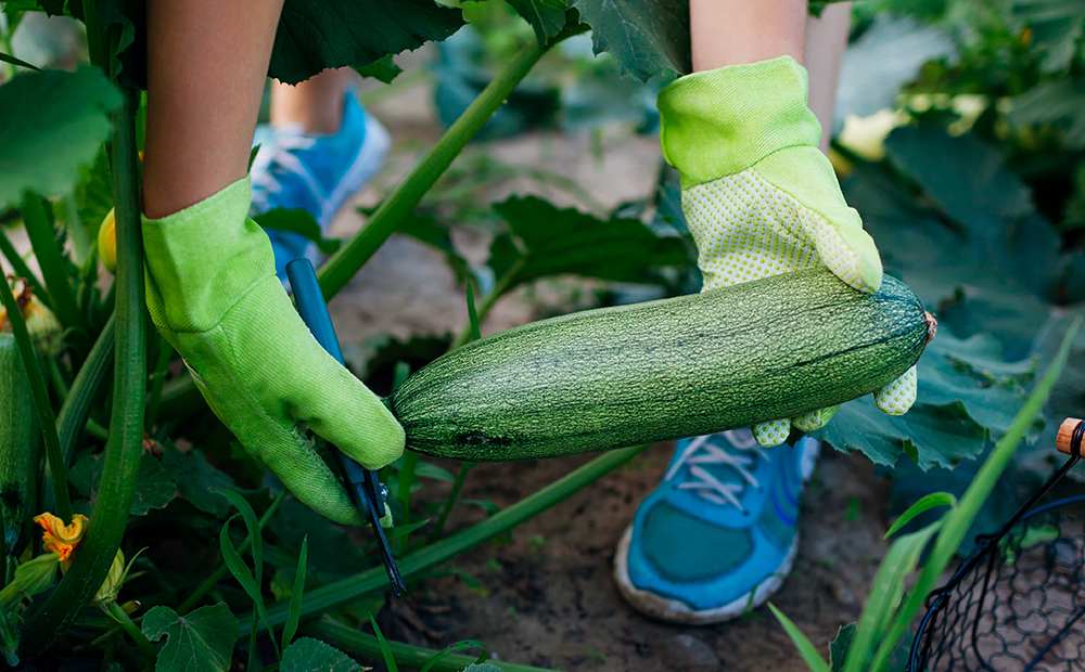 Dammann's Garden Company – Why You Should Grow Your Own Crops