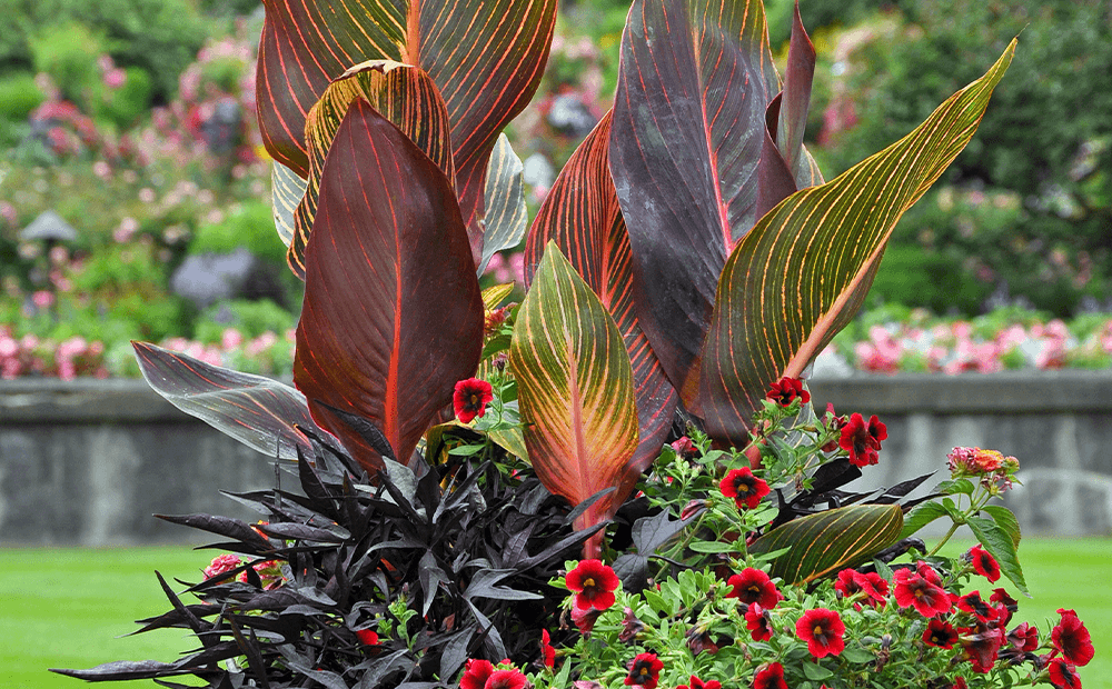 Dammann's Garden Company – Thrillers, Fillers & Spillers: How to Design ...