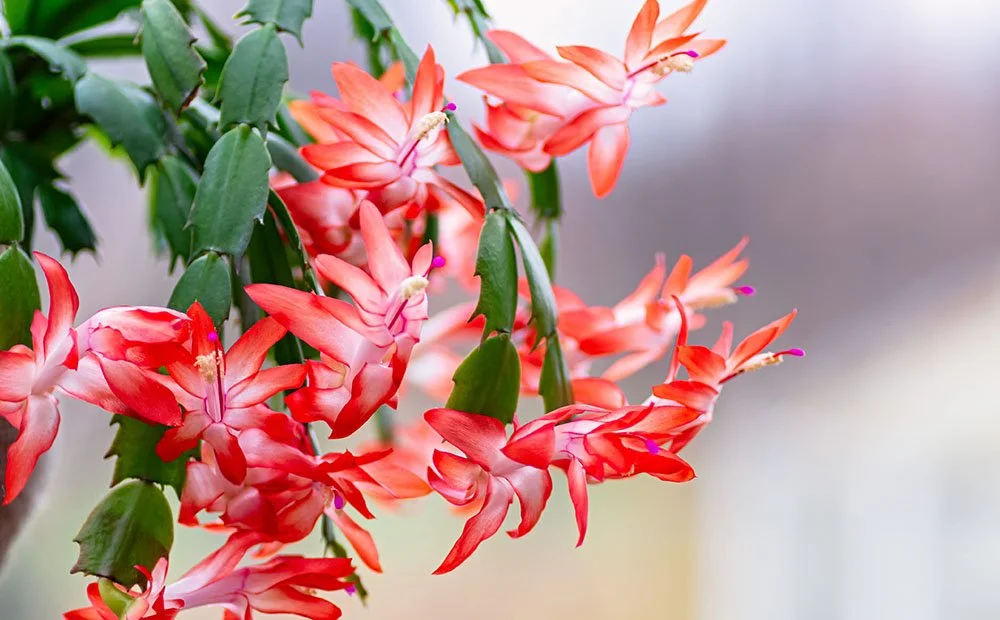 Dammann's Garden Company – A New Family Holiday Tradition