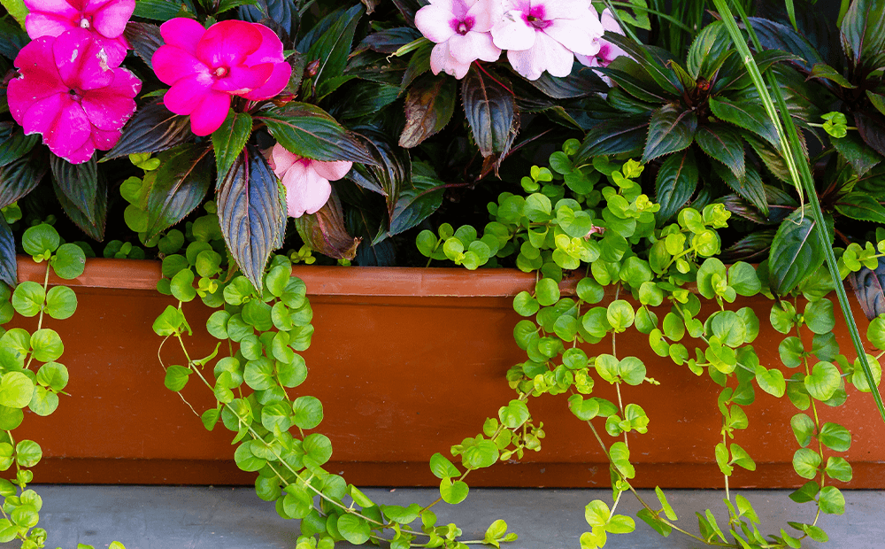 Dammann's Garden Company – Thrillers, Fillers & Spillers: How to Design ...